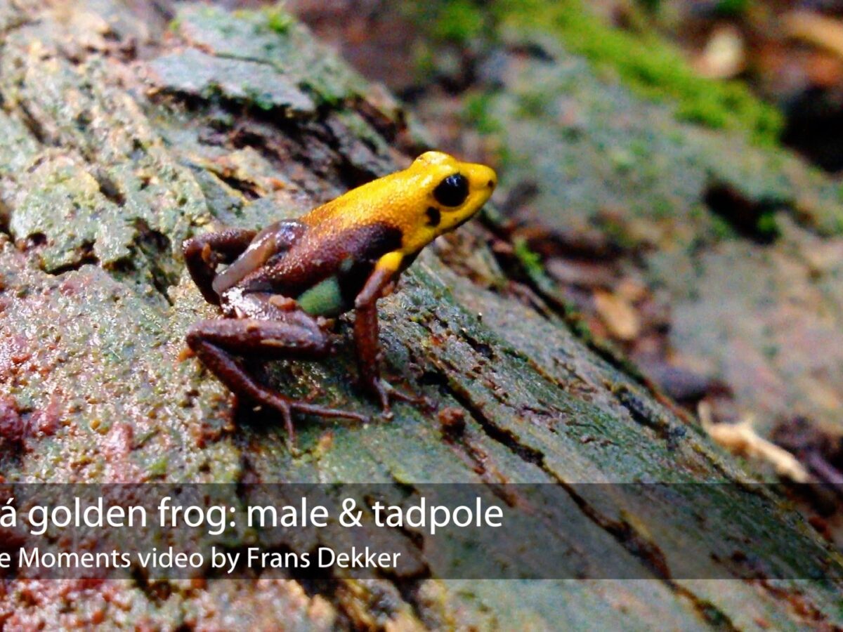 Meet the fast gold-striped salamander | Frans Dekker