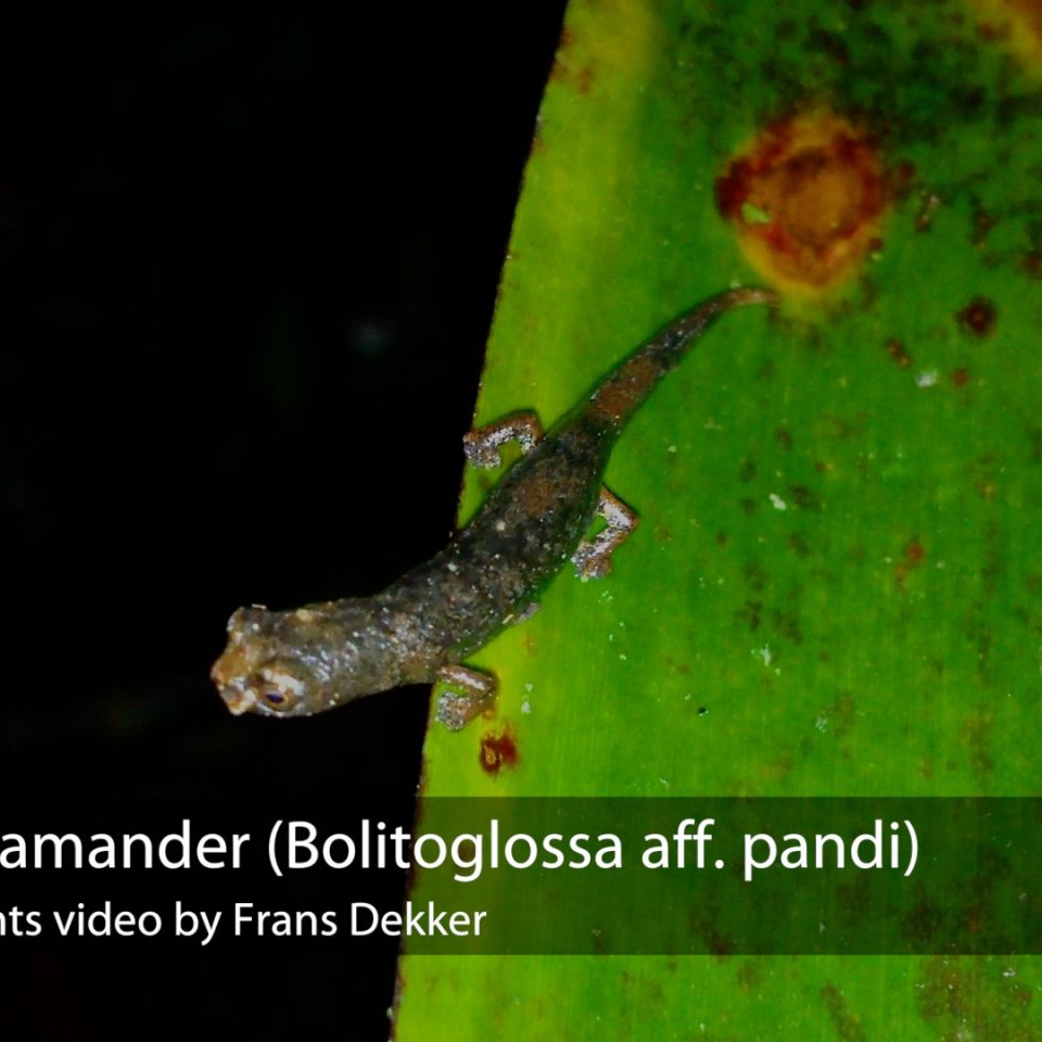 Meet the fast gold-striped salamander | Frans Dekker