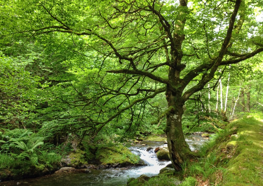 Meet the fast gold-striped salamander | Frans Dekker