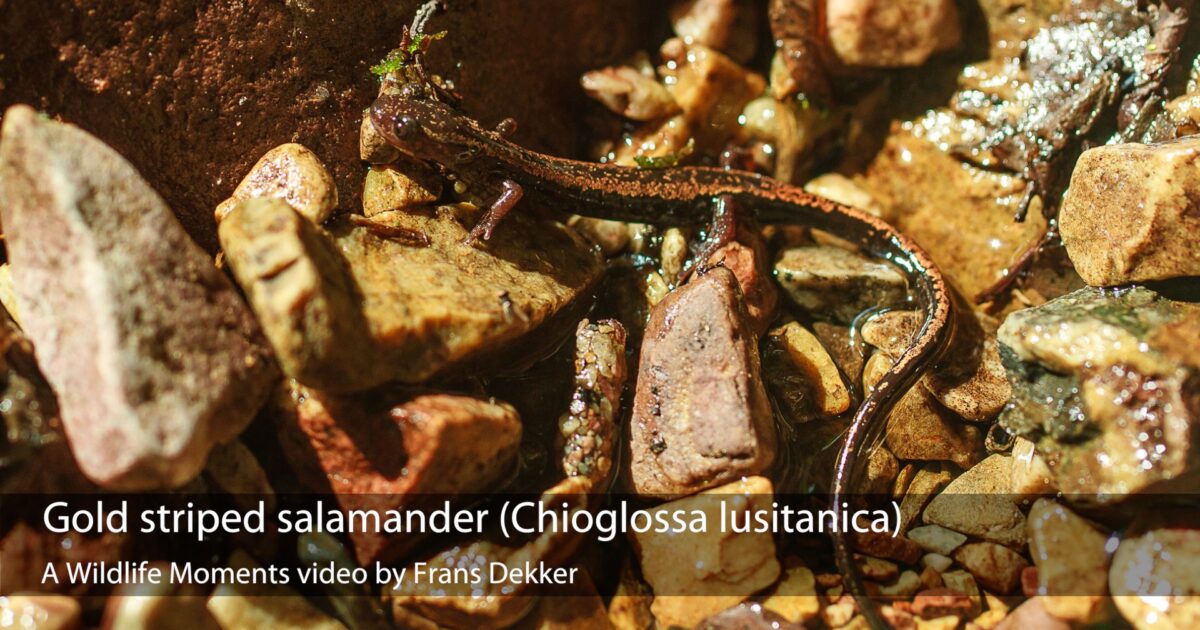 Meet the fast gold-striped salamander | Frans Dekker