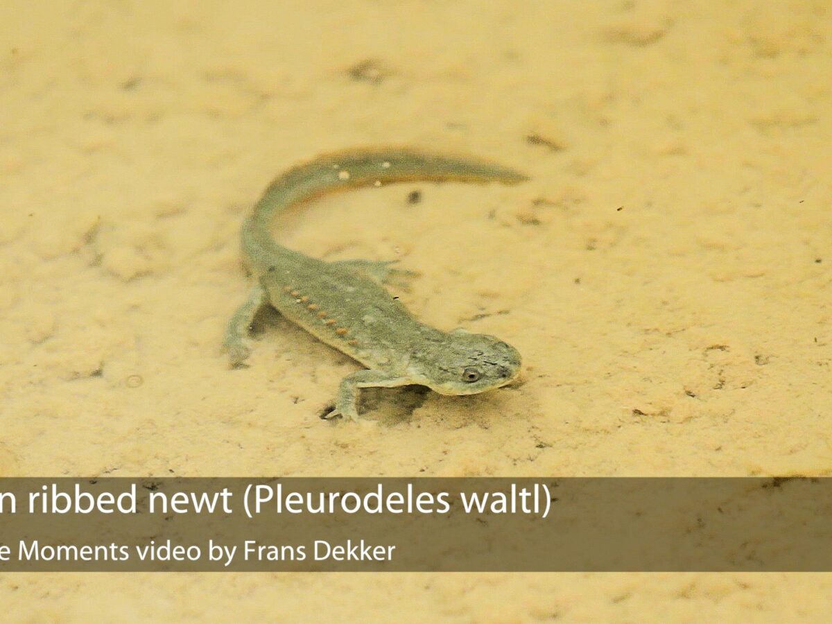 Meet the fast gold-striped salamander | Frans Dekker