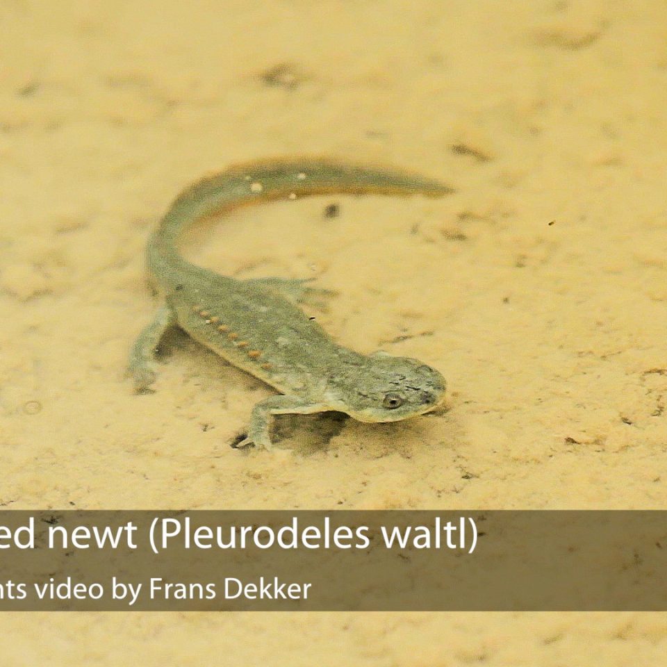 Meet the fast gold-striped salamander | Frans Dekker